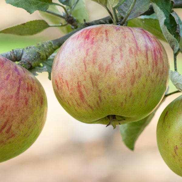 Annie Elizabeth - a favourite, heavy cropping cooker. – Yorkshire Apples