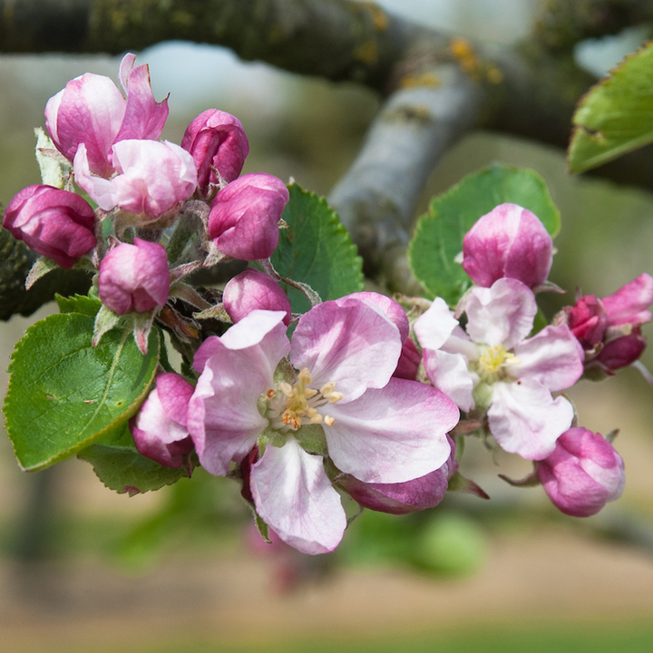 Scions – Yorkshire Apples