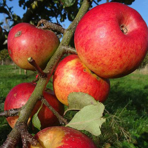 Bountiful - a modern, sweet, dual purpose apple. – Yorkshire Apples
