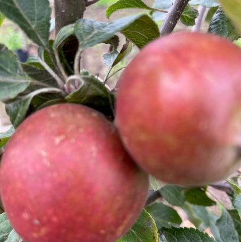 Cherry Cox - juicy with mild honeyed sweetness. – Yorkshire Apples