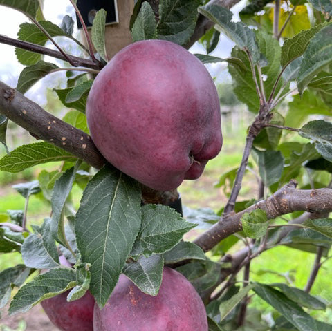 Empire - a USA apple with a sweet, juicy floral character. – Yorkshire ...