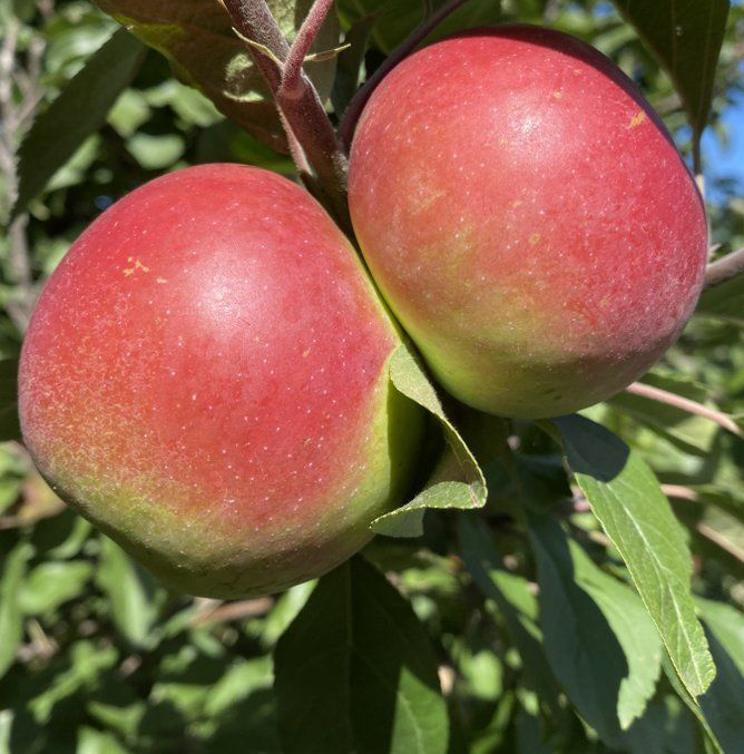 Fameuse - (Snow Apple) a hardy apple from Canada. – Yorkshire Apples