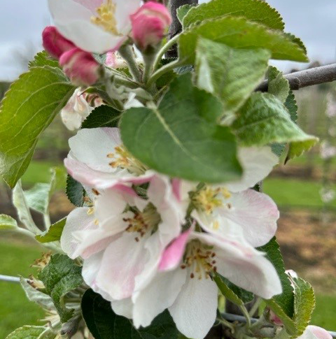 Lucombe Pine - scab resistant, highly regarded juicing variety ...