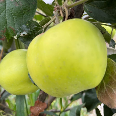 Morgan Sweet - ahigh quality cider sweet. – Yorkshire Apples