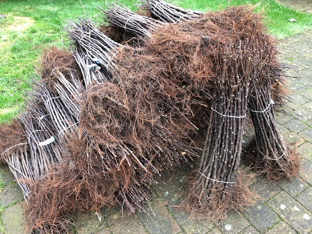 Geneva 202 Rootstock – Yorkshire Apples