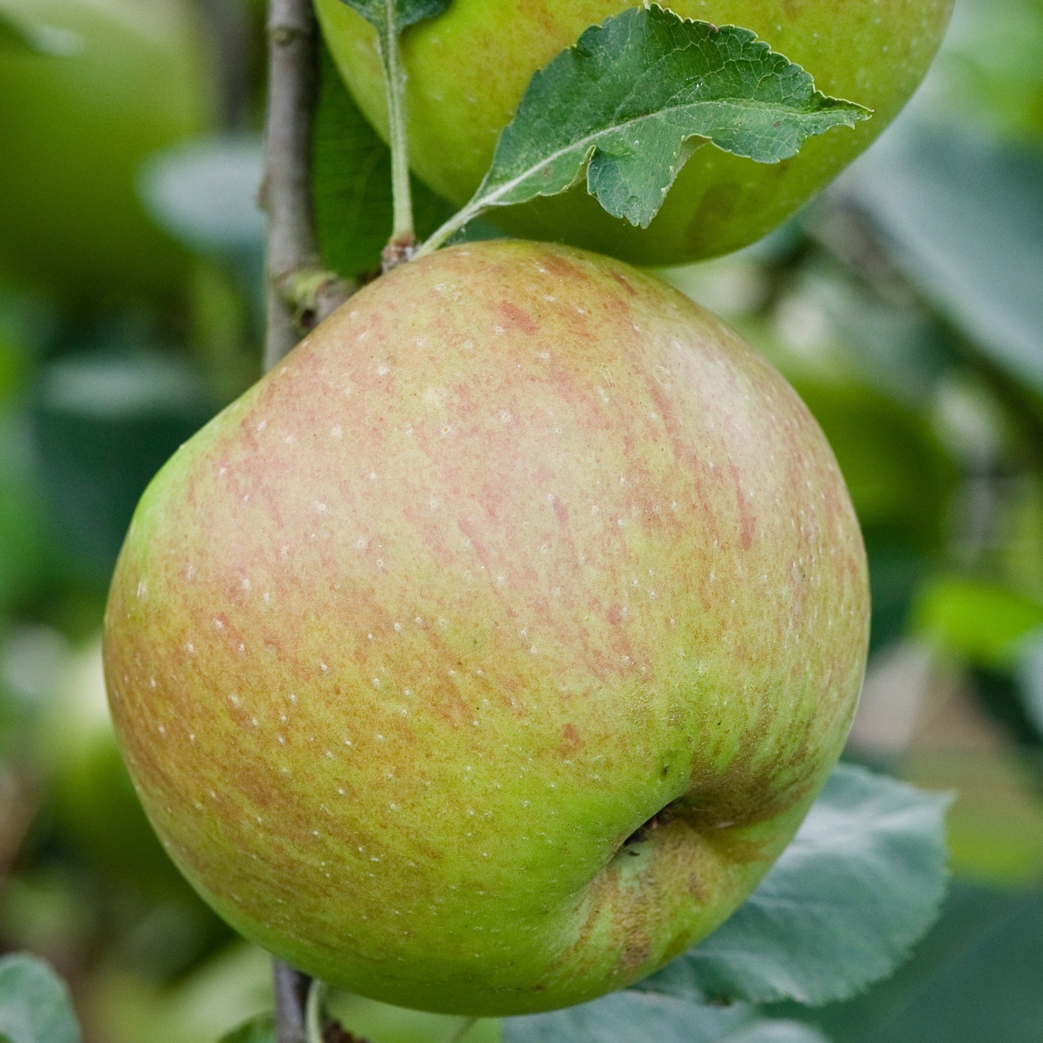 Belle du Boskoop - disease resistant, useful for cider. – Yorkshire Apples