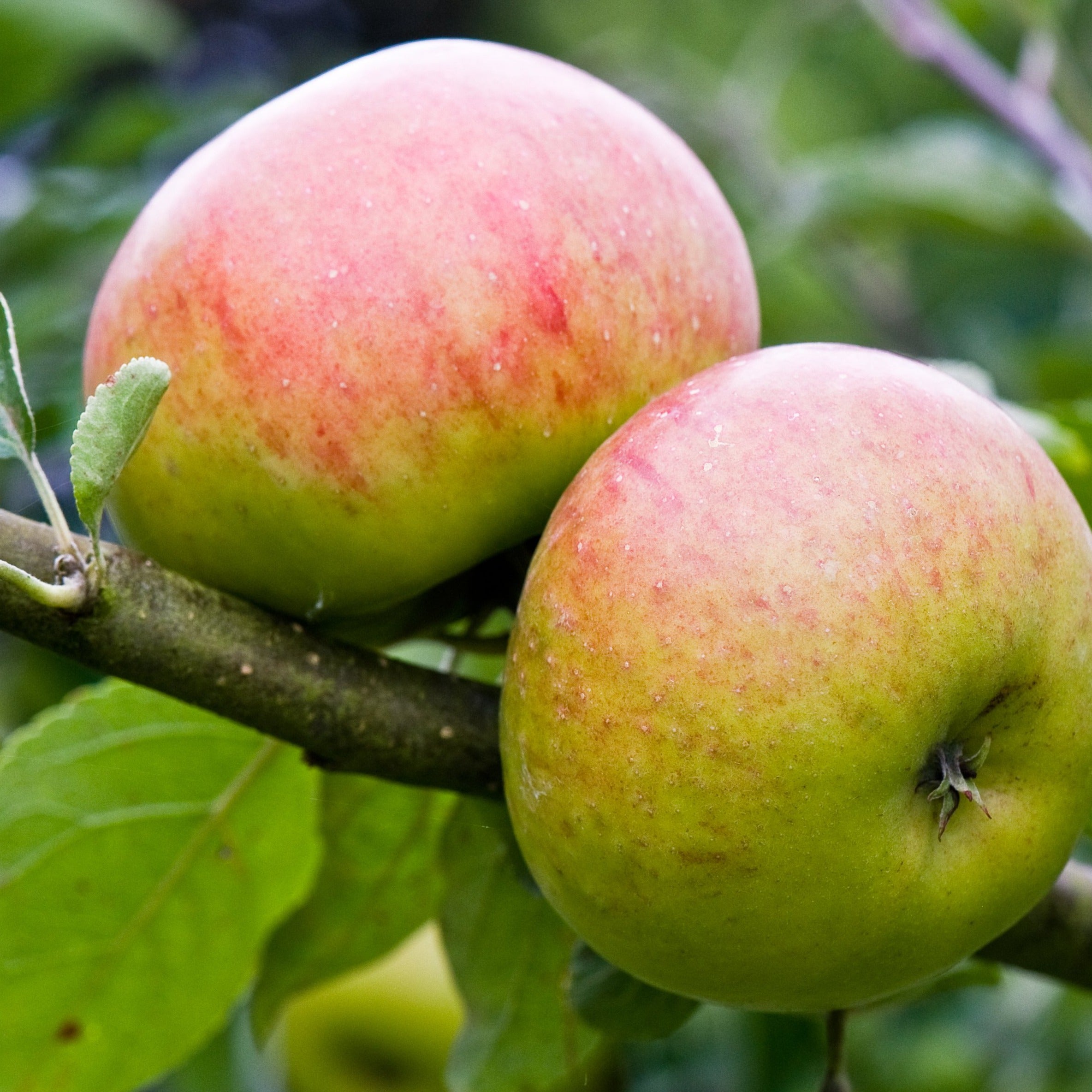 Pixie - likened to Cox with much better disease resistance. – Yorkshire ...