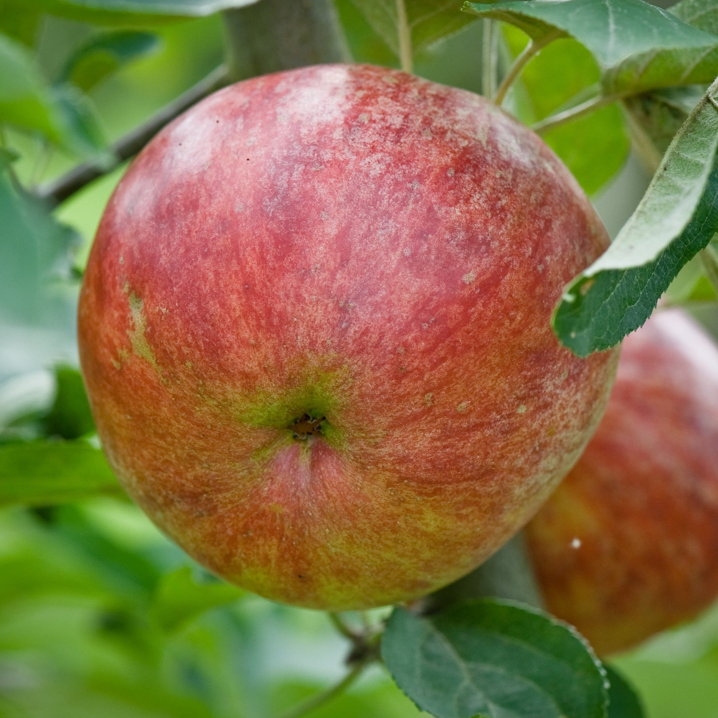 Red Gravenstein - a high quality fruit well suited to the south (thin ...