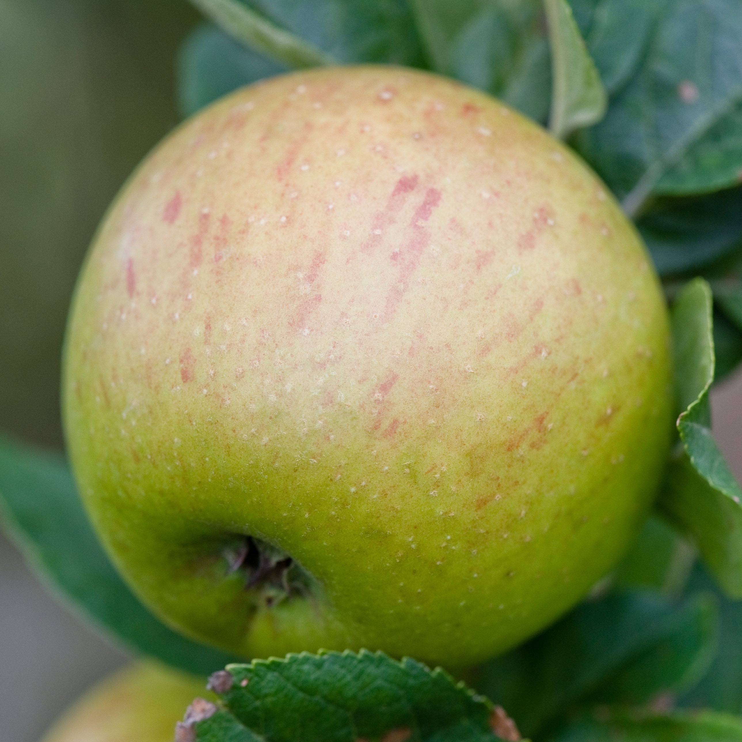 King of the Pippins - if you have space plant this variety. – Yorkshire ...