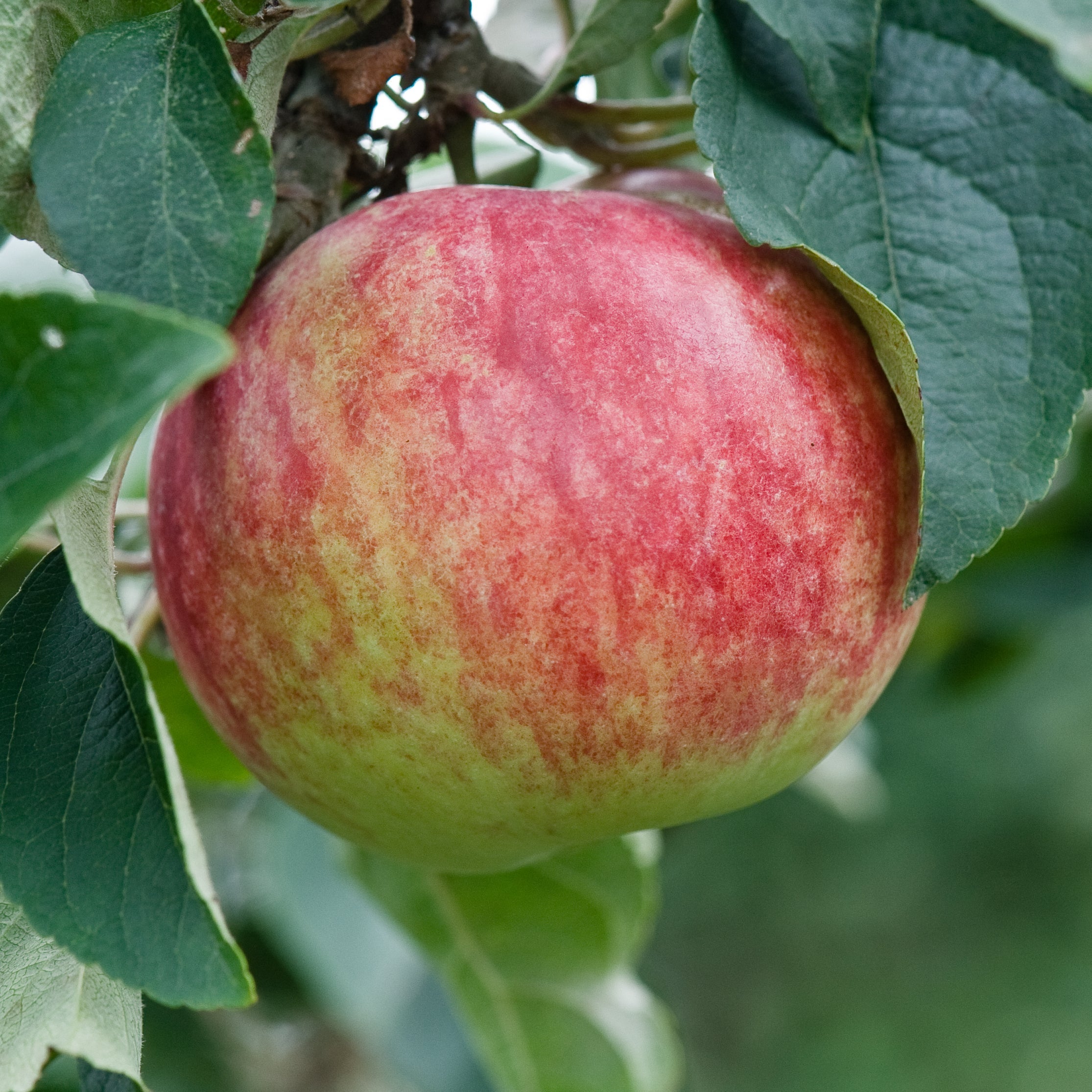 Tydemans Early Worcester - first class balanced flavour. – Yorkshire Apples