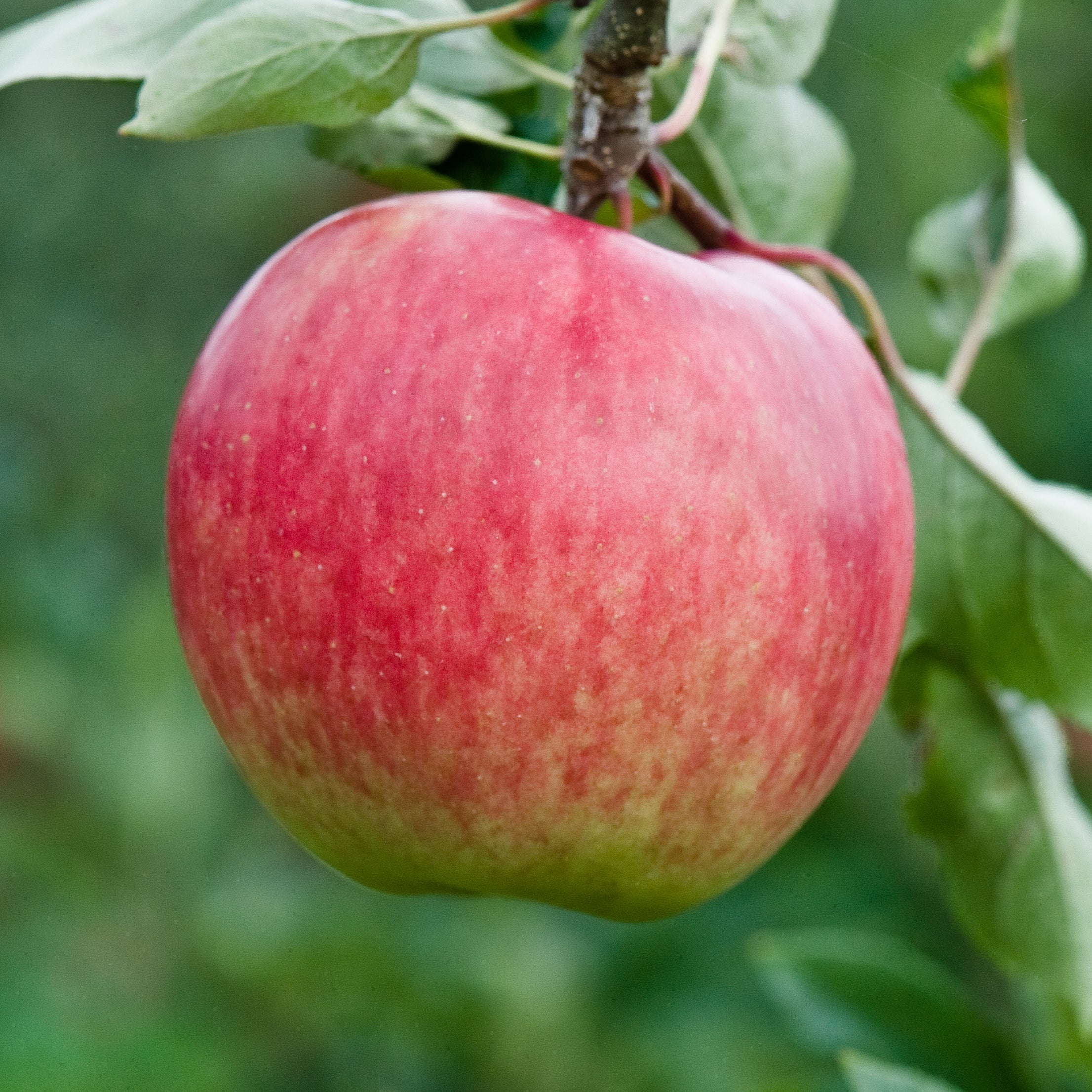 Jester - a fabulous variety much recommended. – Yorkshire Apples