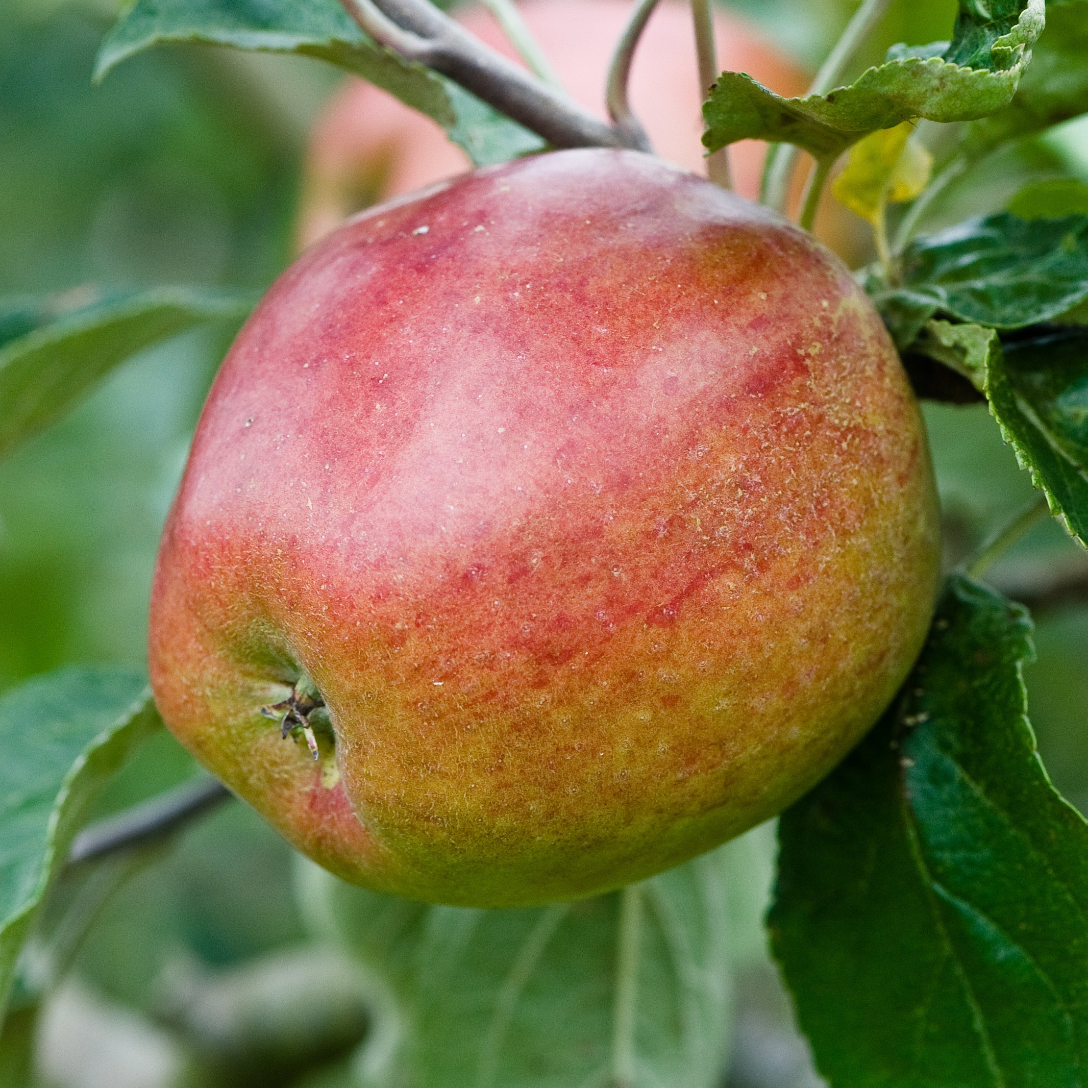Pickerings Seedling - a rare, sweet, pefumed variety. – Yorkshire Apples