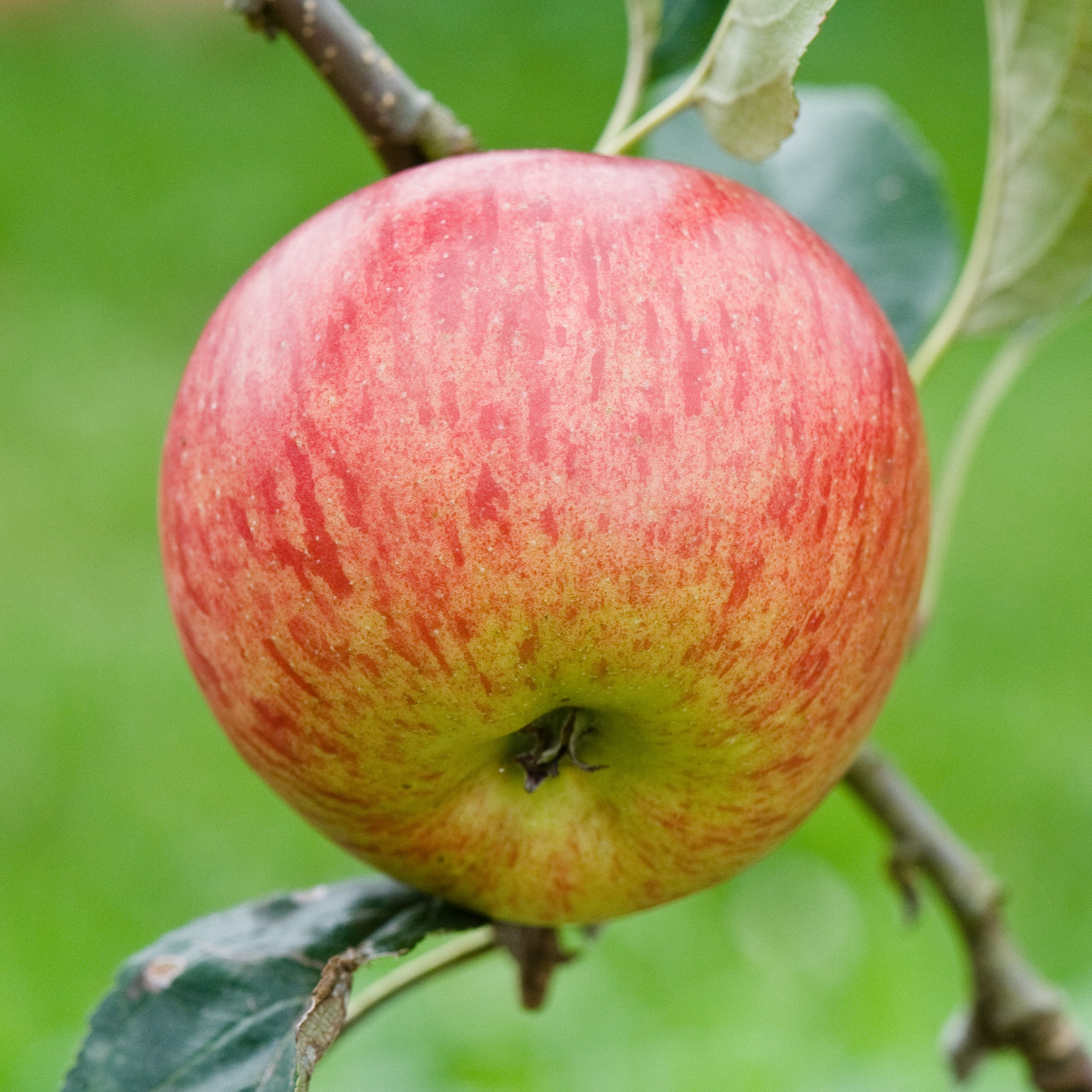 Scions – Yorkshire Apples