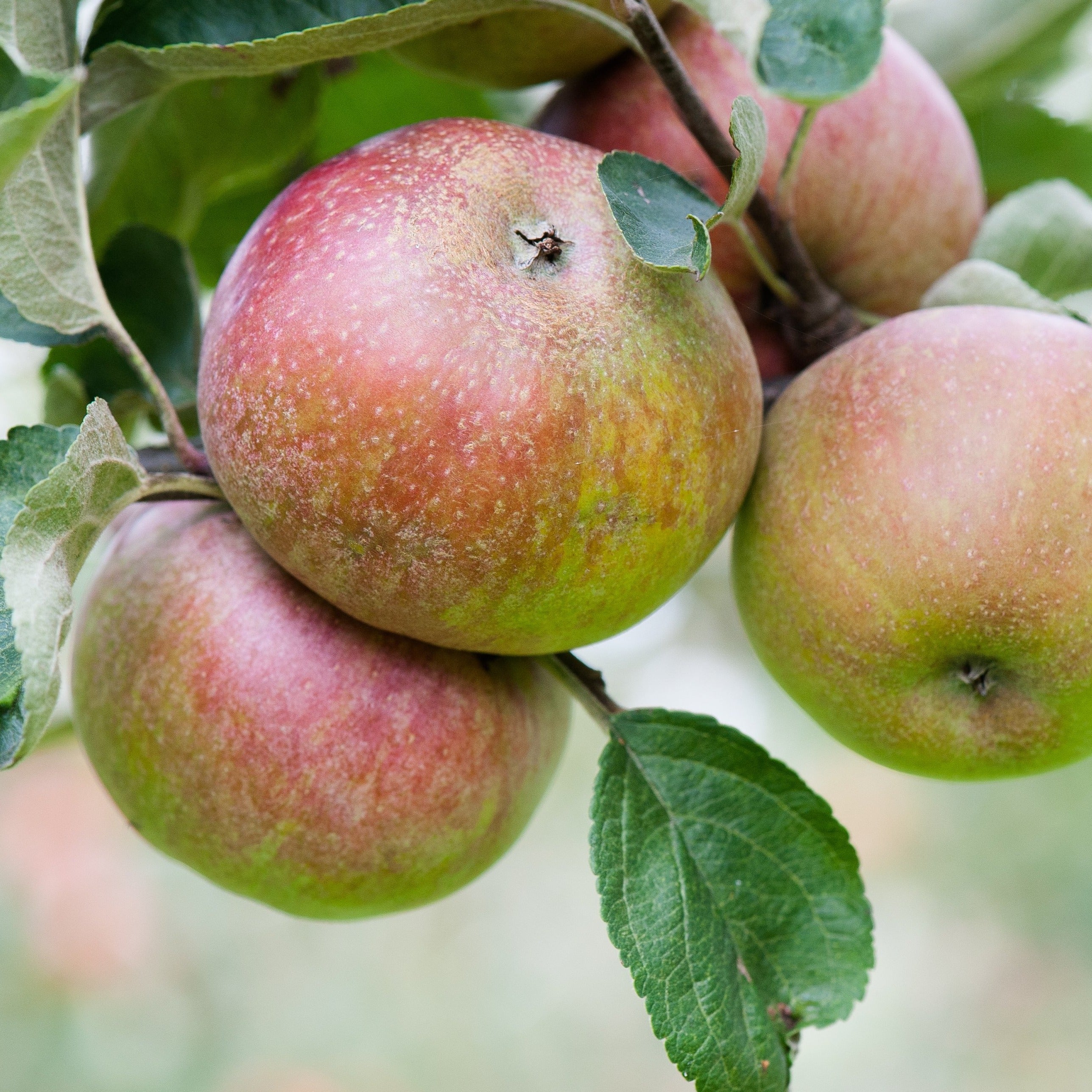 William Crump - a high quality and important variety. – Yorkshire Apples