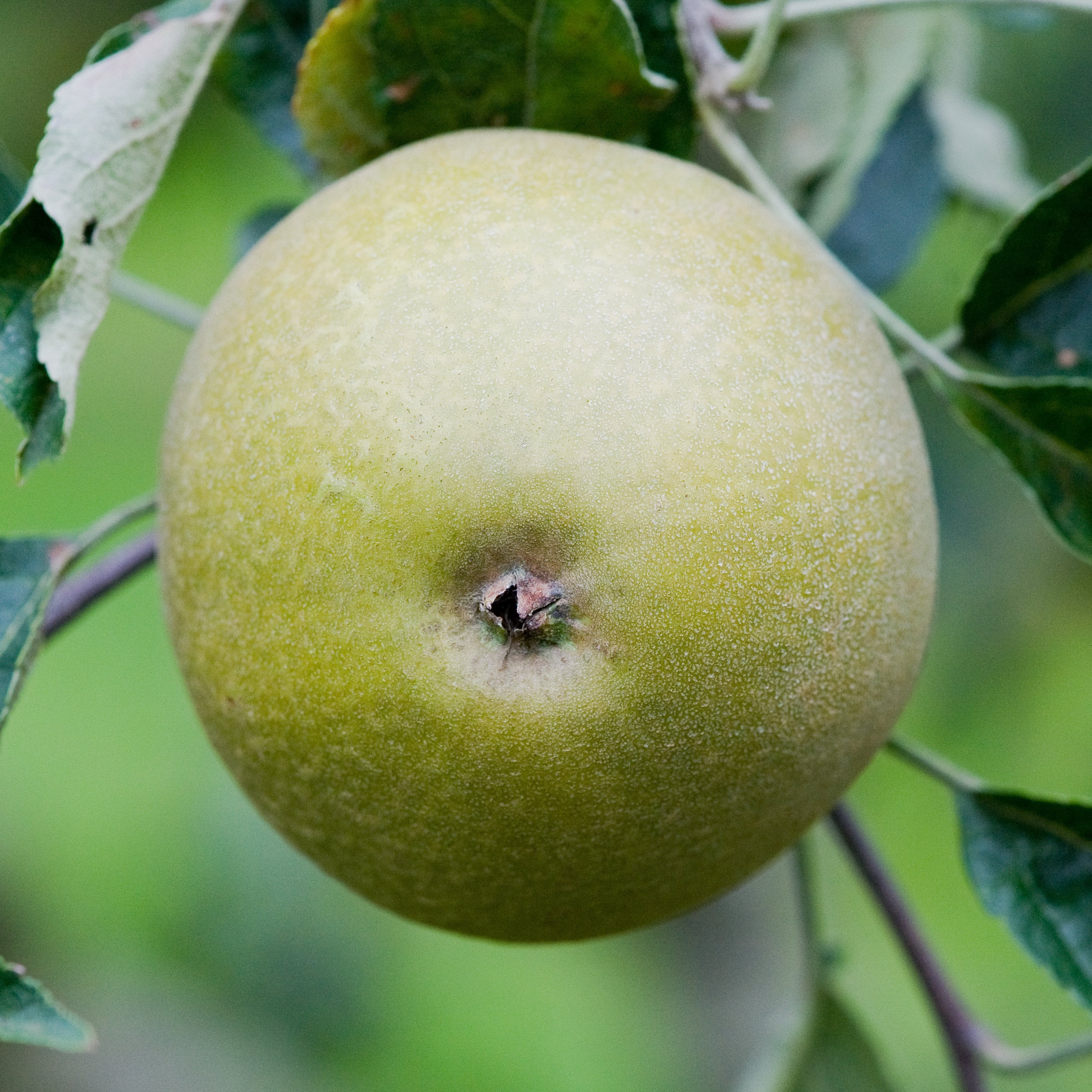 Brownlee's Russet - intensely sweet with disease resistance ...