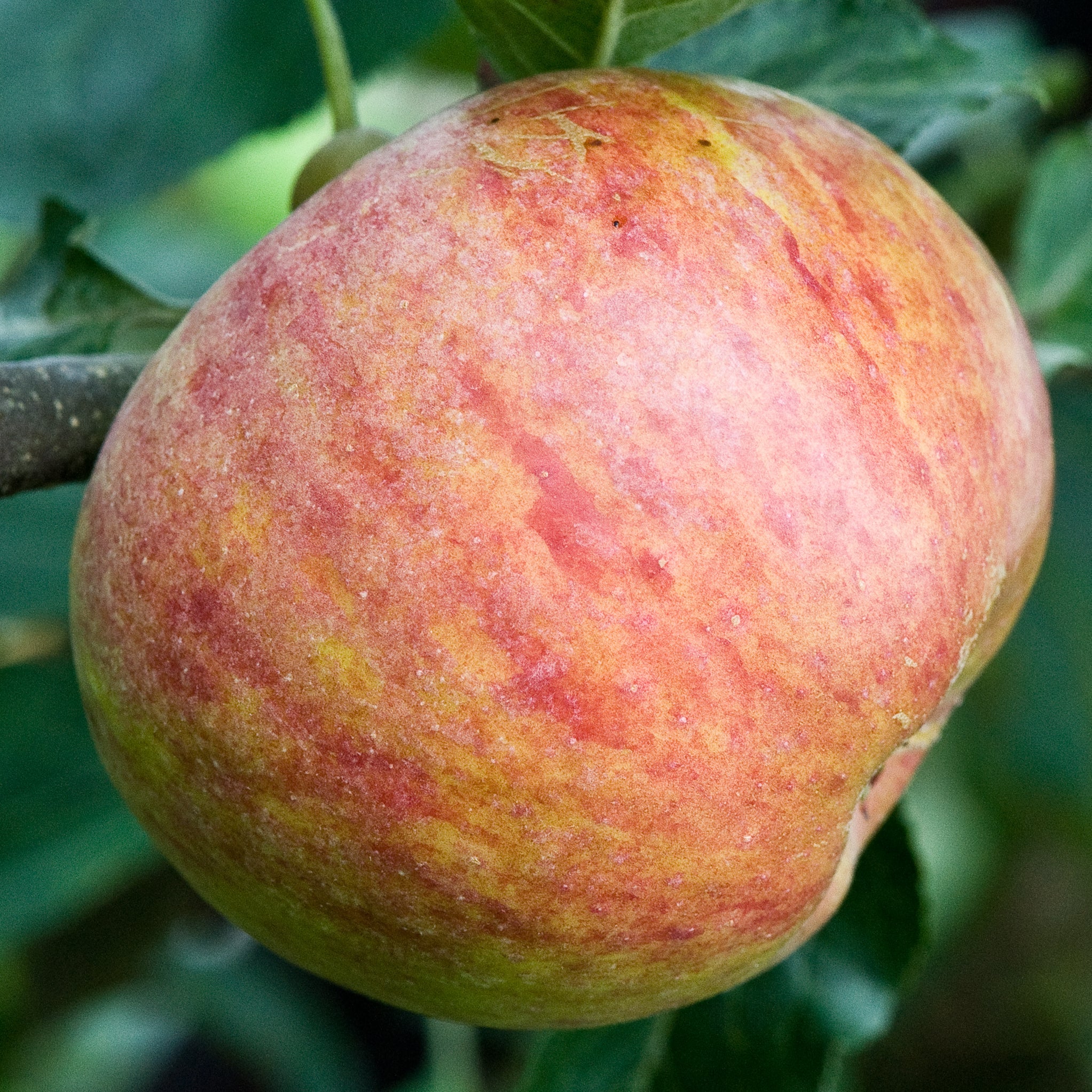 Jupiter - a modern disease resistant self fertile variety. – Yorkshire ...