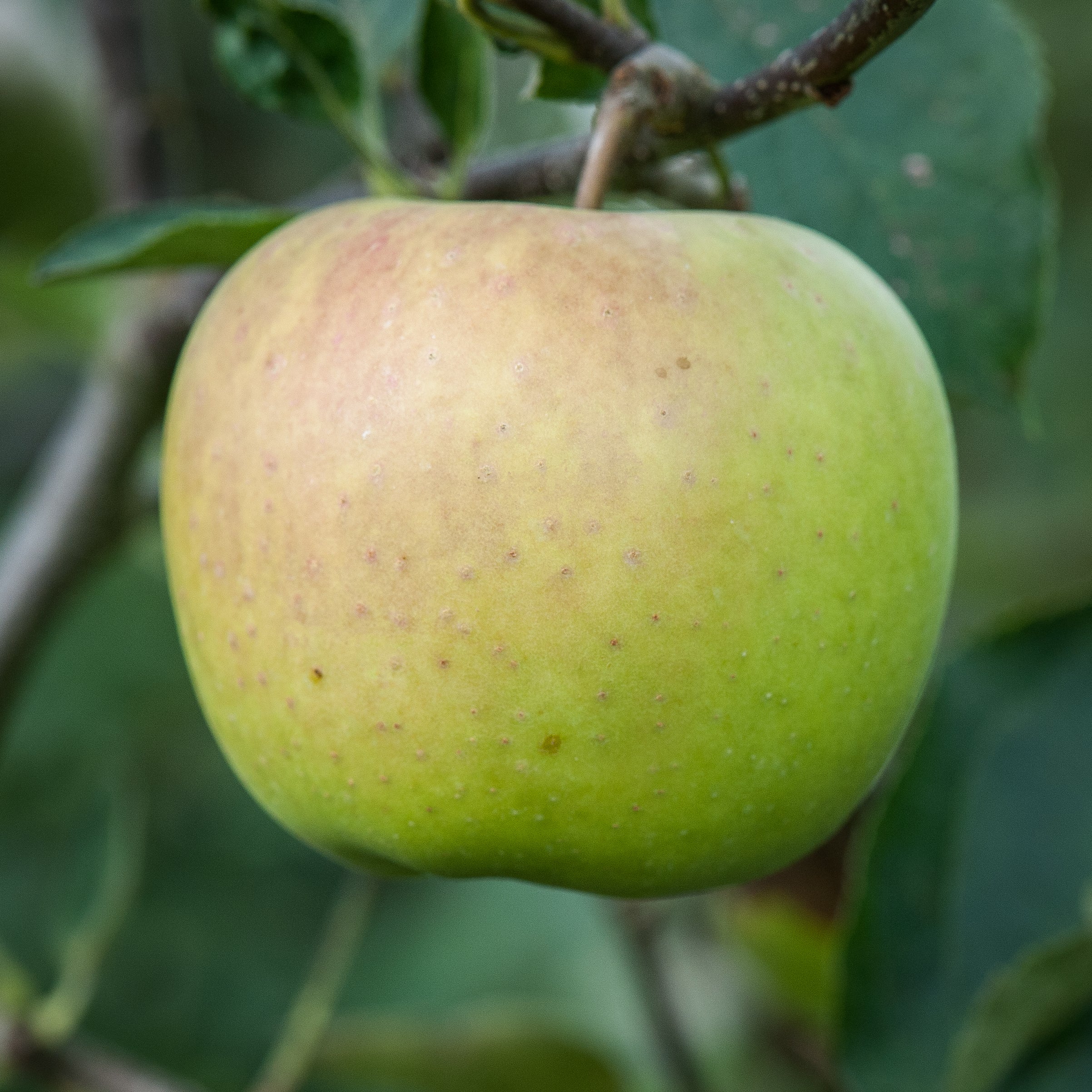 Crispin (Mutsu) - a complex, spicy and juicy fruit from Japan ...