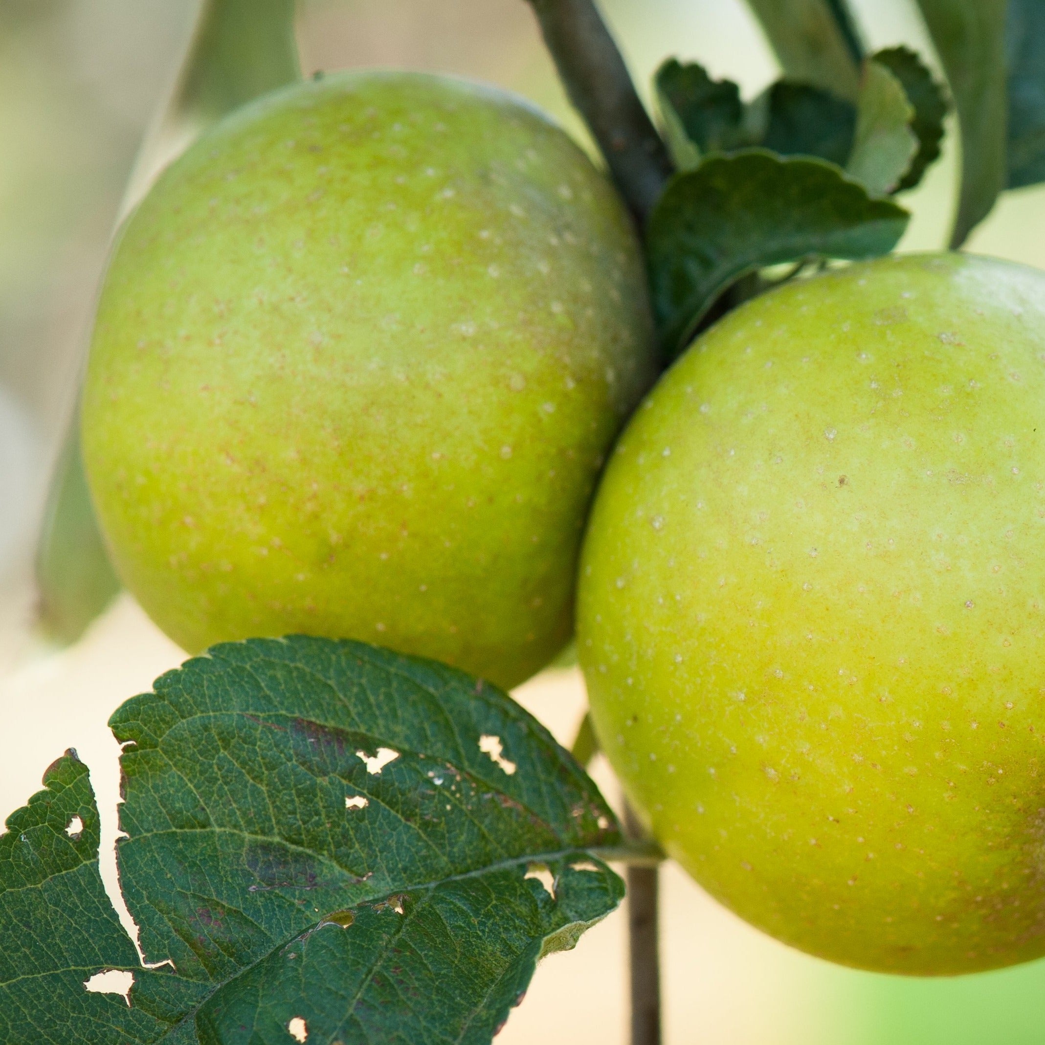 Duke of Devonshire- a Cumbrian apple prized by enthusiasts. – Yorkshire ...