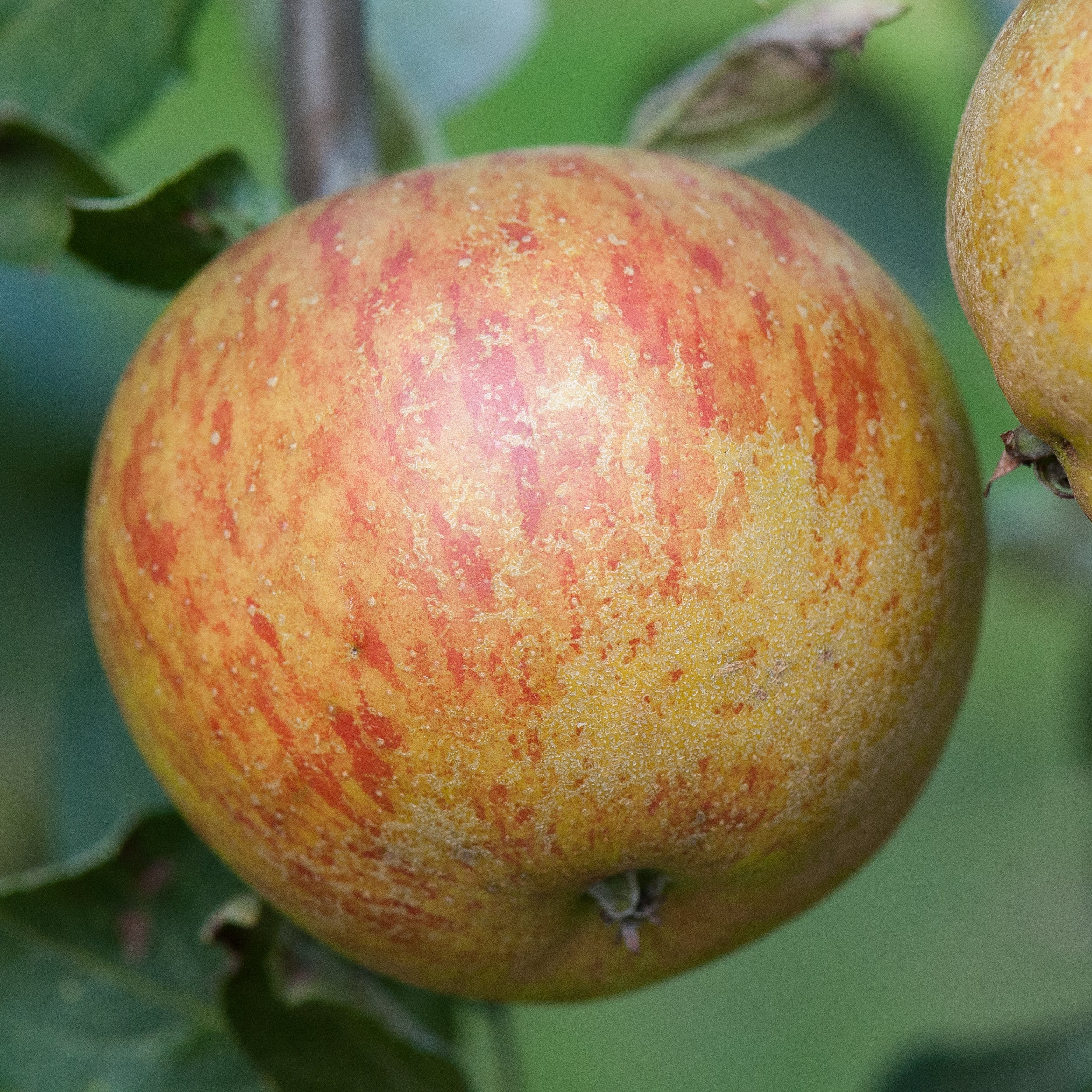 King's Acre Pippin - a wonderful, rich flavoured apple. – Yorkshire Apples
