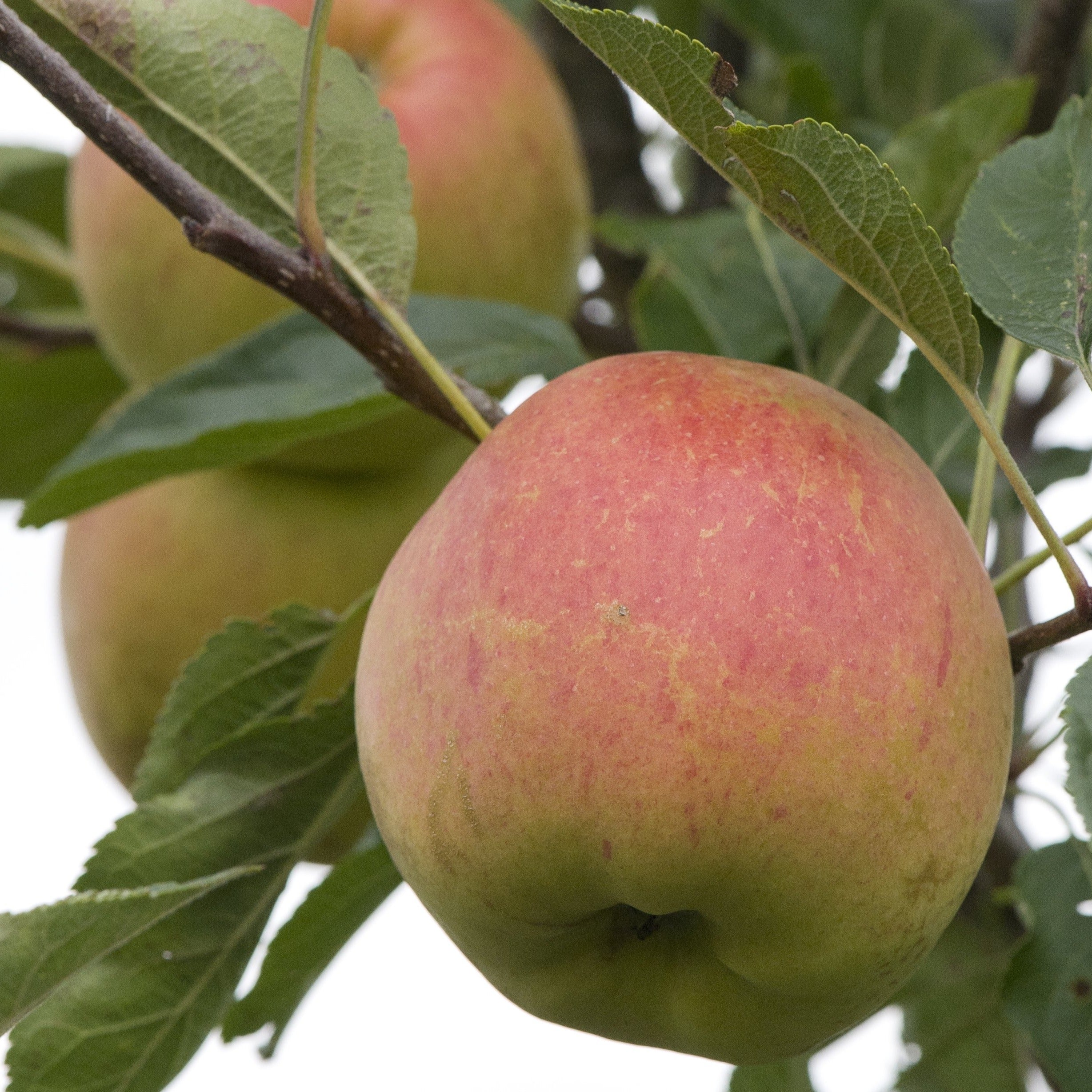 Winter Gem - a modern variety with great balanced flavour. – Yorkshire ...