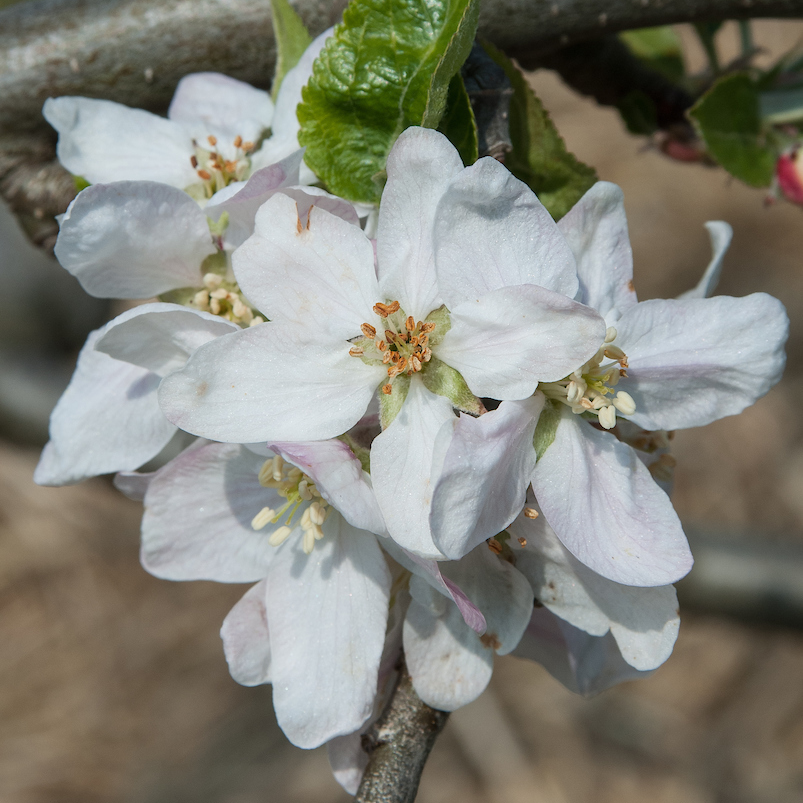 Scions – Yorkshire Apples