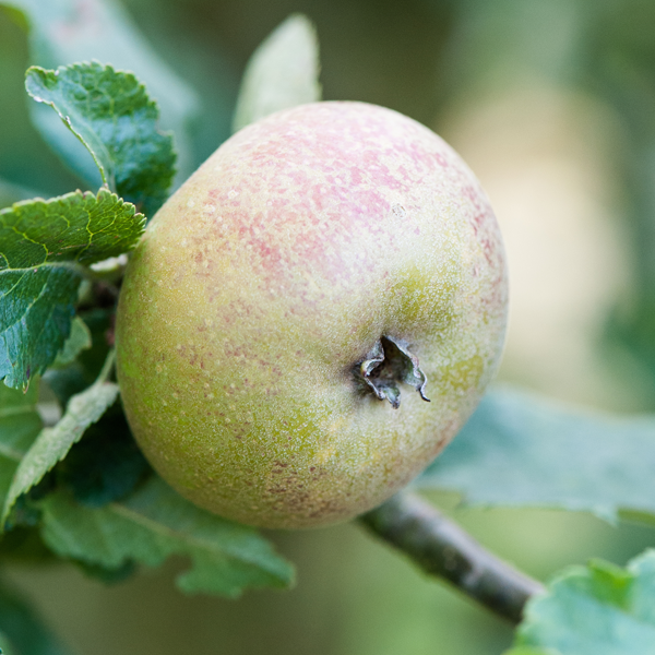 Allen's Everlasting - first class certificate from RHS – Yorkshire Apples