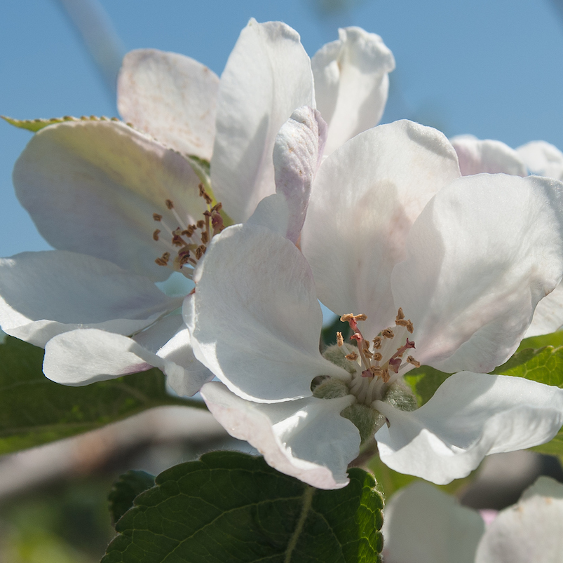Scions – Yorkshire Apples
