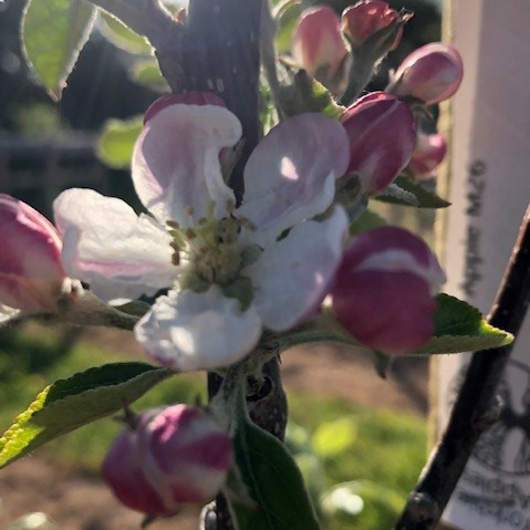 Bell Apple Scions - a pure sweet, vintage cider variety. – Yorkshire Apples