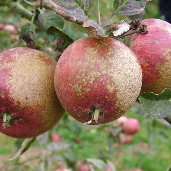 Bess Pool - aromatic, juicy sometimes stained red. – Yorkshire Apples