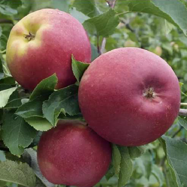 Black McIntosh - a darker sprt of the famous McIntosh apple ...