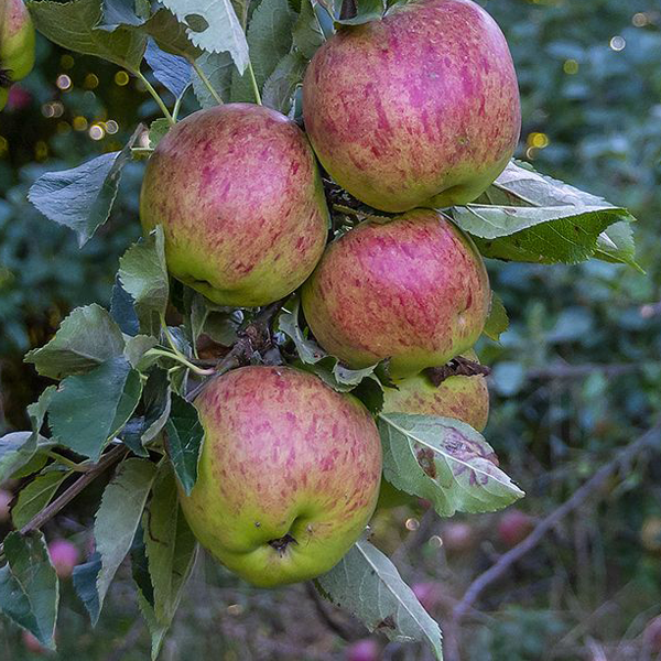 Borsdorfer - an ancient (1561) European, sweet apple. – Yorkshire Apples