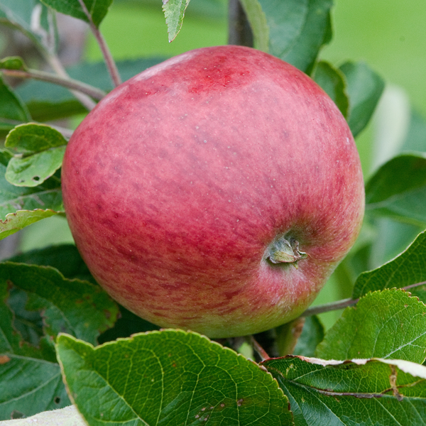 Dabinett - a commerically popular bittersweet Cider Apple. – Yorkshire ...