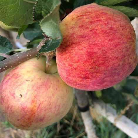 Irish Peach - a first rate early season variety. – Yorkshire Apples