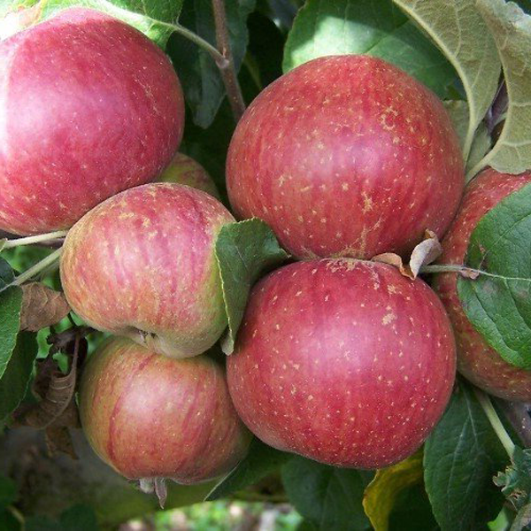 Kingston Black - possibly the best balanced Bittersharp cider apple ...