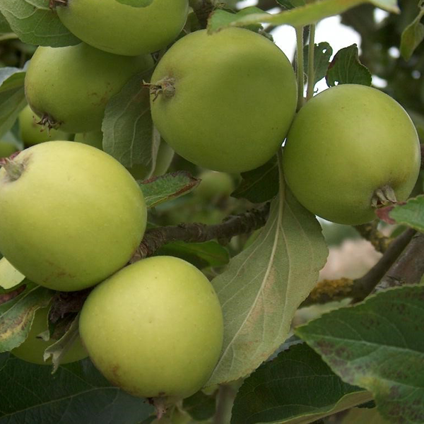 Michelin - the most commerically grown Bittersweet cider apple ...