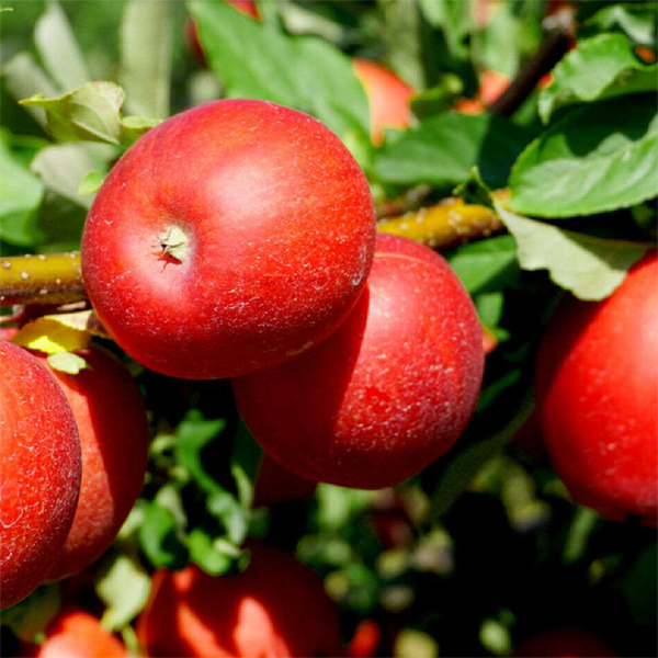 Red Devil - a modern fruity gem with pink stained flesh. – Yorkshire Apples