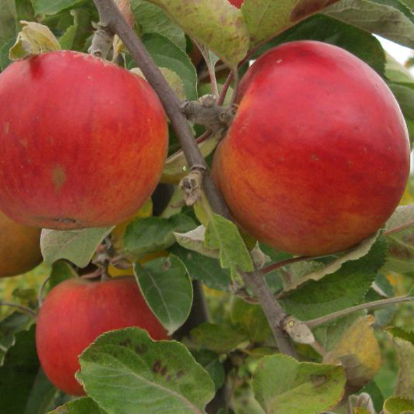 Ribston Pippin - a famous variety with wonderful characteristics ...