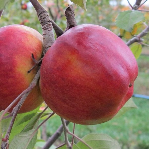 Stoke Red (thin) - vintage Bittersharp single varietal cider ...