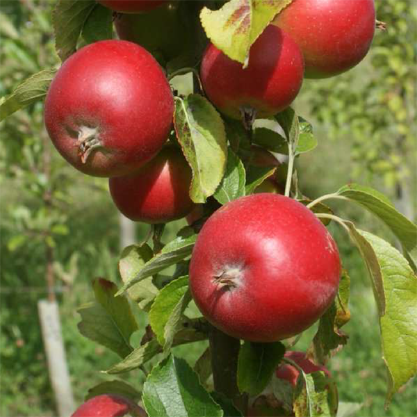 George Cave - self fertile with masses of sweet, juicy fruit ...