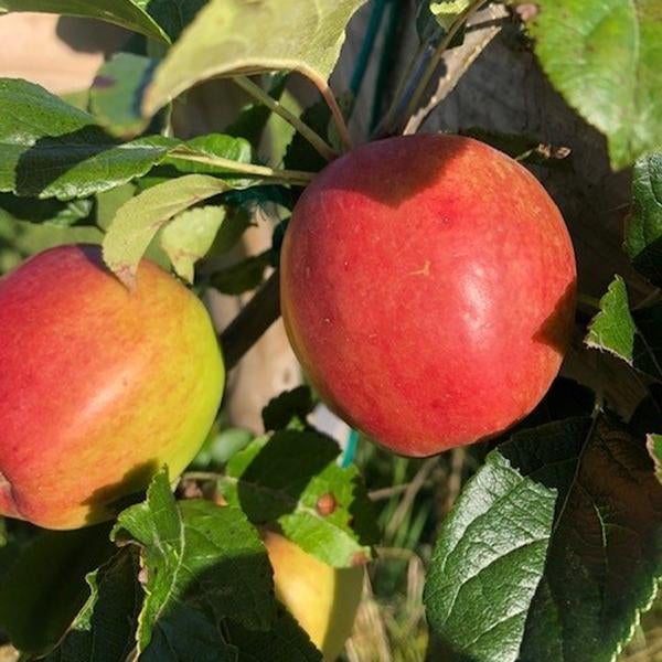 Saturn - a new scab resistant variety - great for flavour and juice ...