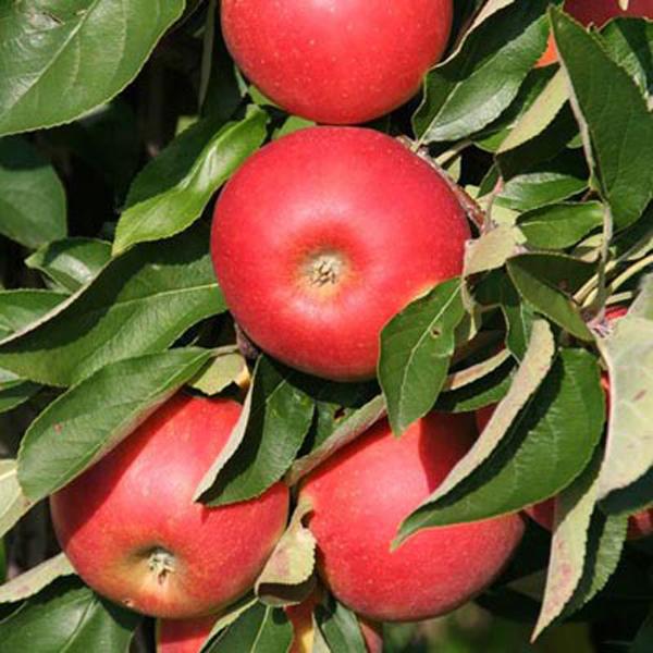 McIntosh Red - a famous and well flavoured juicy apple. – Yorkshire Apples