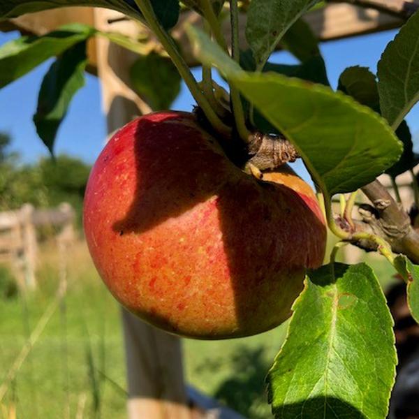 Fiesta (Red Pippin)- one of the best - a fabulous apple. – Yorkshire Apples