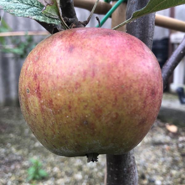 Laxton Superb - an iconic apple with great qualities. – Yorkshire Apples
