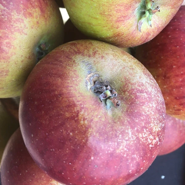 Suntan - great flavour and misses late season frosts. – Yorkshire Apples