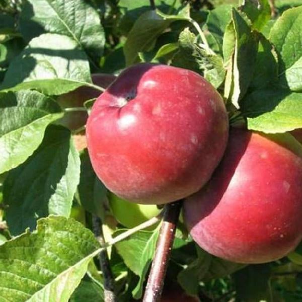 Liberty - highly disease resistant USA fruit with great flavour ...