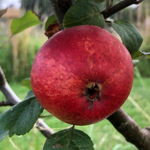 Stark's Earliest - an early, well-flavoured variety from the USA ...