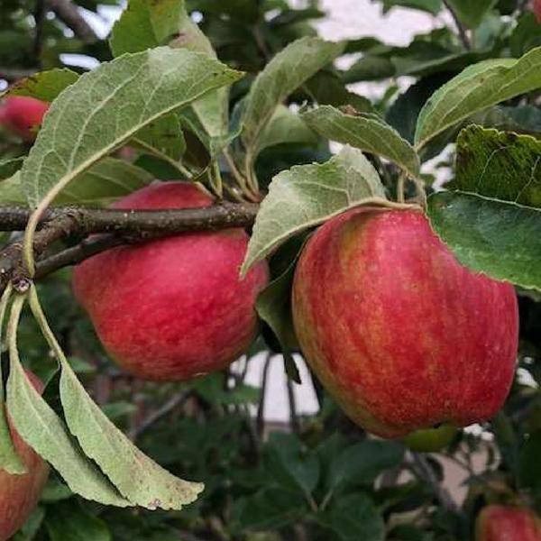 Worcester Pearmain - an absolute must for any garden. – Yorkshire Apples