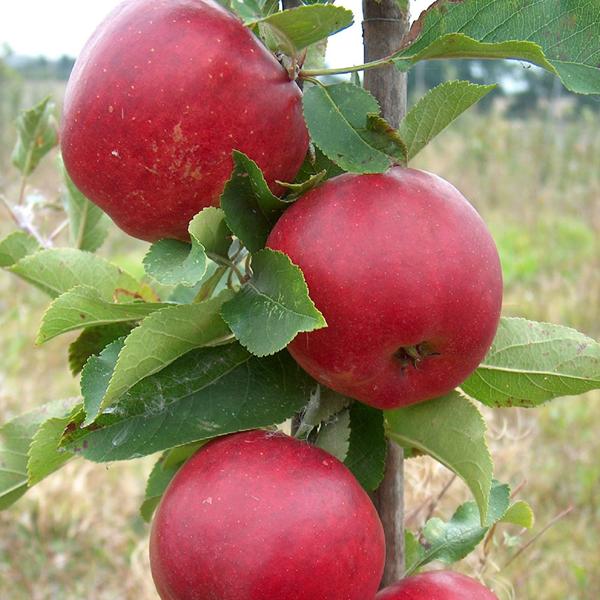 Rajka -a modern disease resistant full-flavoured apple. – Yorkshire Apples