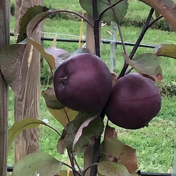 Pendragon - a rare red fleshed apple from Cornwall. – Yorkshire Apples