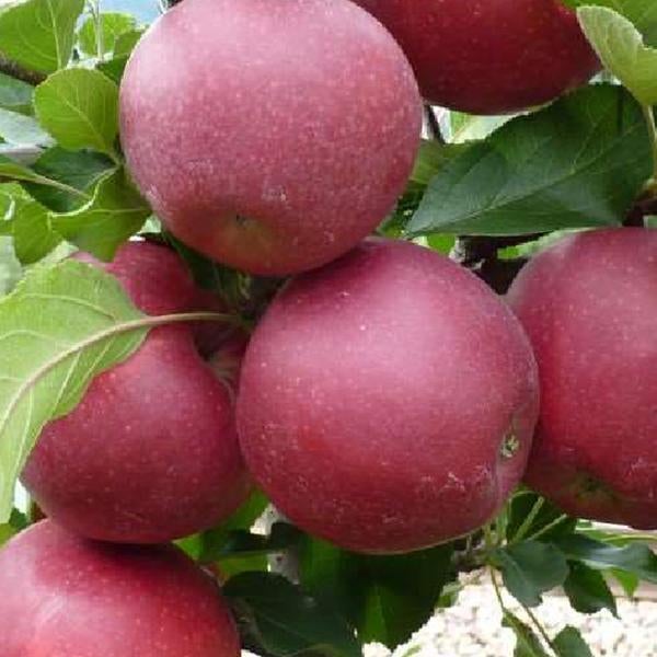 Gala Dark Ann- a very juicy, Gala variety with good flavour ...